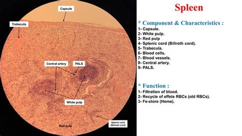 Histology Histology Of Immune System Pdf
