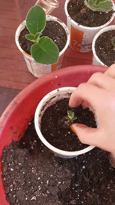 Посадка клубня Глоксинии цветоквгоршке цветыдлядома домашниерастения цветы Youtube