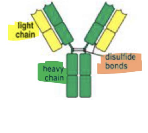 Antibody Structure And Function Flashcards Quizlet