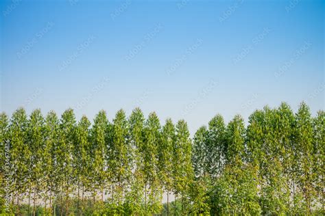 Eucalyptus Evergreen Plant Tree With Blue Sky Background With Copy