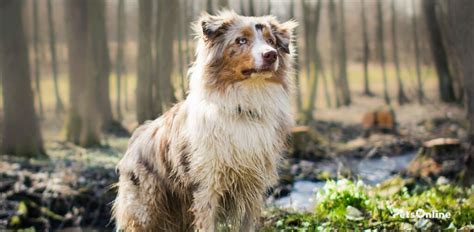 Australian Shepherd Temperament And Personality Traits Pets Online