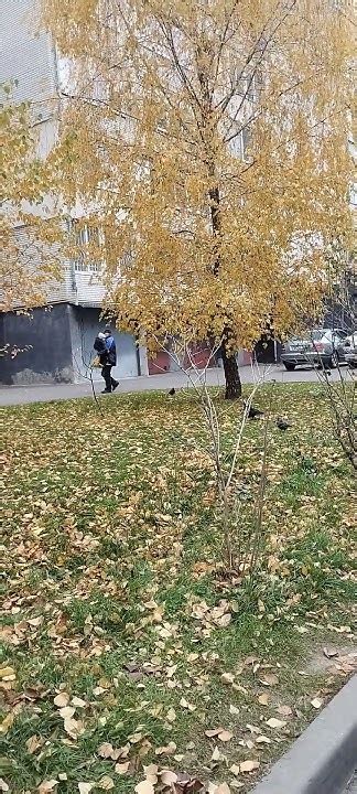 Чудовий осінній пейзаж Пташки спілкуються між собою Природа Осінь Листопад Неймовірна краса