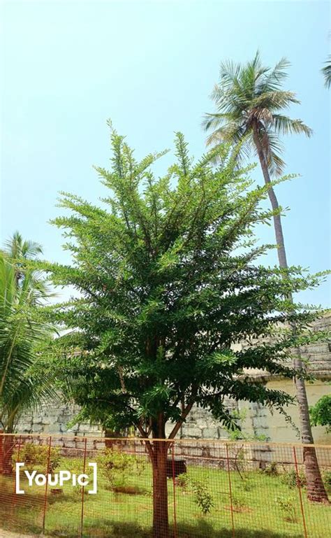 Tall N Short Trees By Maniraj Rajan On Youpic