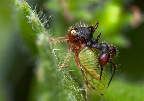 The Ant Mimicking Treehopper The Ark In Space