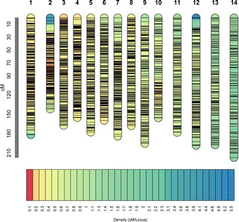 Linkage Mapping Of Quantitative Trait Loci For Fiber Yield And Its