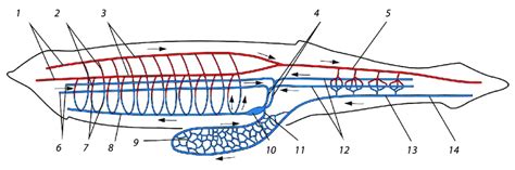 Diagram Of The Circulatory System Of Amphioxus 13 Subintestine Vein