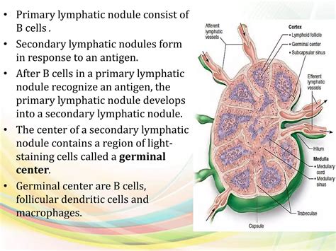 Lymphatic System Ppsx