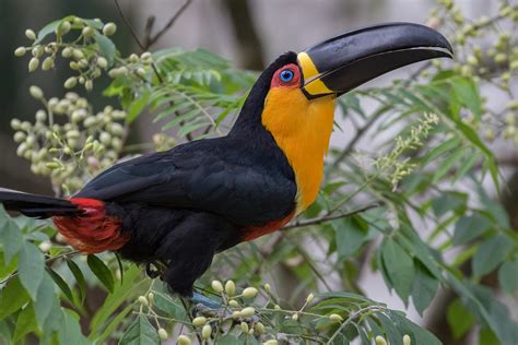 Tucano De Bico Preto Brasilienportal
