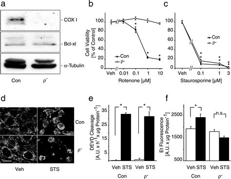 Delayed Mitochondrial Dysfunction In Excitotoxic Neuron Death Cytochrome C Release And A