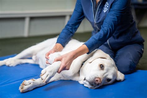 Appointments And Pricing Company Of Animals Uk