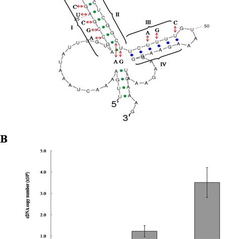 Mrna Secondary Structure And Long Transcript Levels A Predicted Mrna