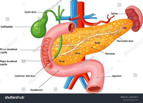 Human Pancreas Diagram Interesting Facts And Illustrations About The