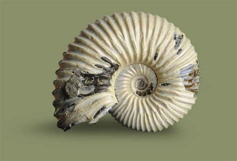 Ammonite Fossil Mollusk Stock Image Image Of Squid 83755013