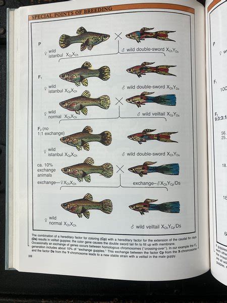 Guppy Breeding And Genetics Book Ended