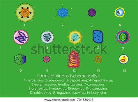 Hepadnavirus Over 1 Royalty Free Licensable Stock Vectors And Vector Art Shutterstock