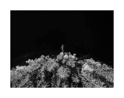 Fallen Tree Scrolller