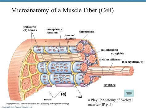 Muscles Runyan Grigsbys Science Page