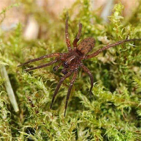 Pdf Arthropods Arachnida Spider Habitats