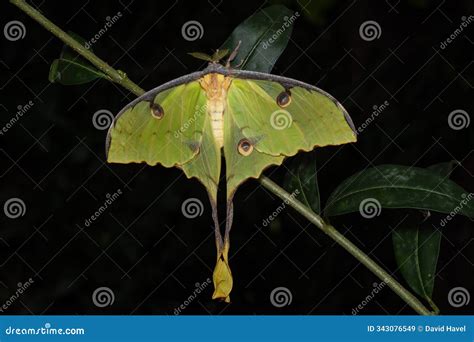 African Moon Moth Large Beautiful Green Silk Moth From African Forests And Woodlands Uganda