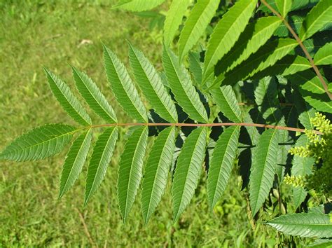 Native Trees Of Indiana River Walk