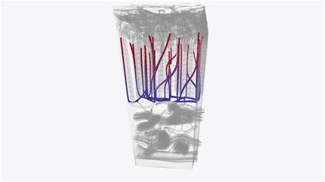Sinusoidal Capillaries Sometimes Referred To As Sinusoids Or