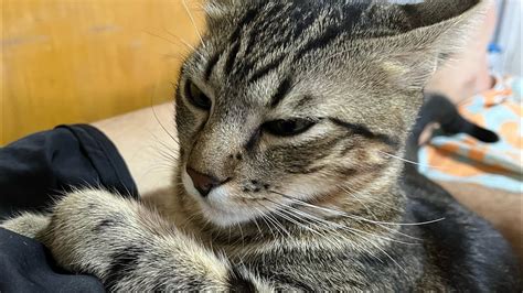 AquÍ Te Explico Si Tu Gato Entiende Los Besos Cat Cosasdegatos