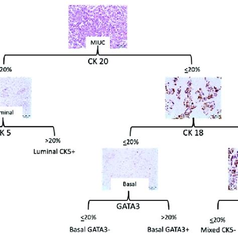 Heatmap Of Antibody Expression Hierarchical Clustering With