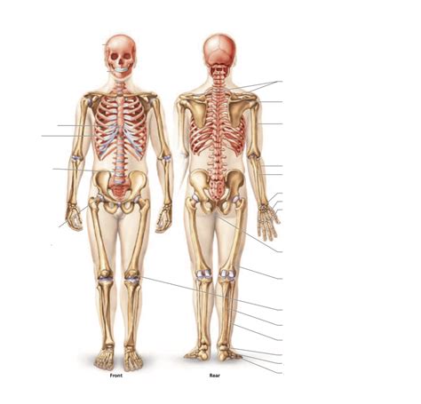 Skeleton Diagram 1 Diagram Quizlet
