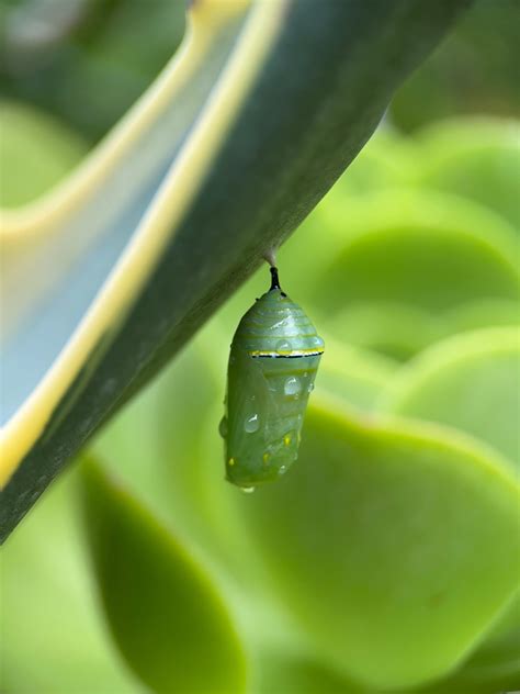 Monarch Butterfly Chrysalis