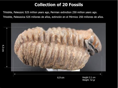 paleozoic collection of 20 fossils plants fossilized in matrix