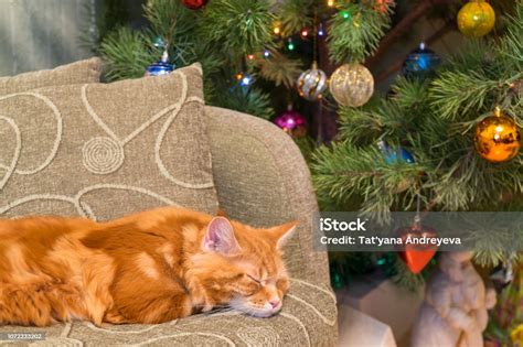 T에 소파에서 자 고 메인 Coon 품종의 귀여운 젊은 빨간 고양이 가정의 방에 대한 스톡 사진 및 기타 이미지 가정의 방 가축 거실 Istock