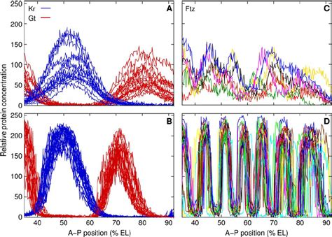 Reduction Of Variation In Segmentation Gene Expression Patterns Over