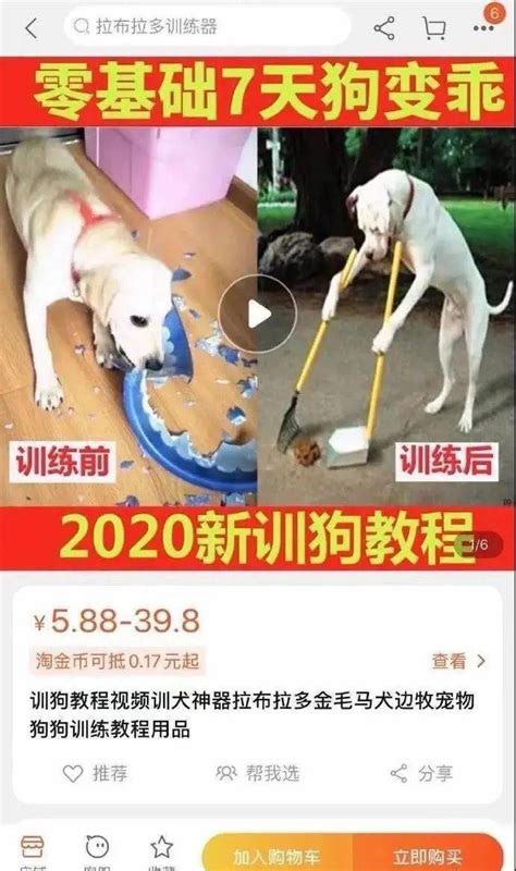 那些被蜜蜂蛰了的狗狗，又好笑又心疼 搜狐大视野 搜狐新闻