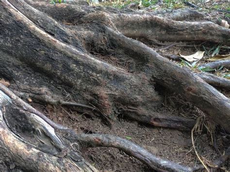 Tree Root Paths In Old Trees Indonesian Palembang October 212023 Stock Image Image Of Tree