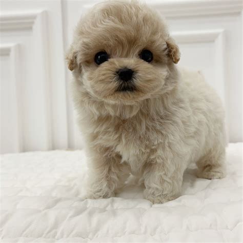 말티푸 분양 초리 분양중인 말티푸 아가몽