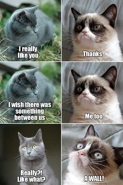 Grumpy Cats Meme Generator Artofit Grumpy Cats Meme Generator Artofit