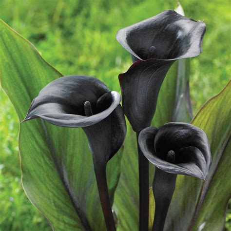 Calla Lily Flowers