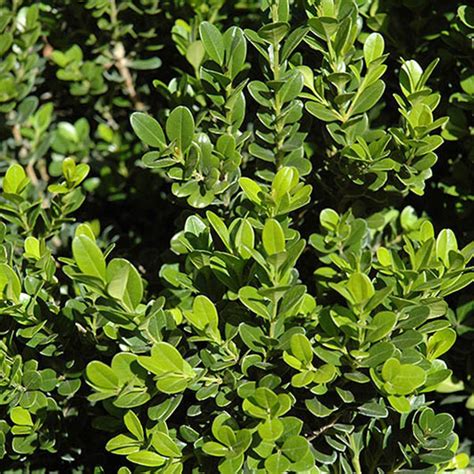 Broadleaf Evergreen Shrubs