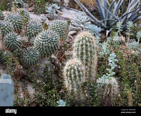 Types Of Cacti And Succulents With Pictures At Amanda Moretz Blog