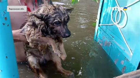 Села йдуть під воду яка ситуація у Херсонській області ВІДЕО Читайте на Ukr Net