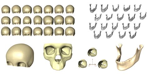 statistical shape models understanding and mastering variation in