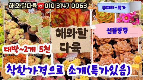 해와달다육에 예쁜다육💕오렌지먼로 선물증정💕 너무많아요 2개5천부터 특가 쥬피터 알사탕 레드데블스등 Youtube