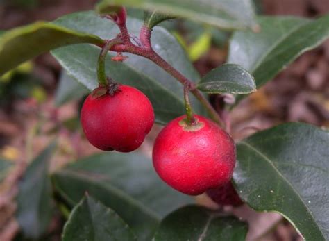 Wintergreen Gaultheria Procumbens