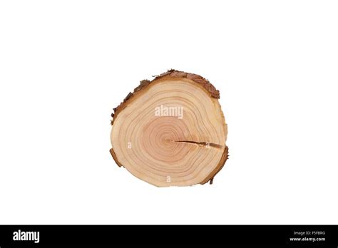 Detailed Sectional View Of The Tree White Background Stock Photo Alamy