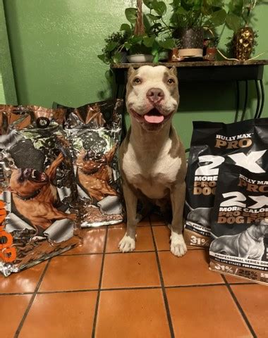 Zz Kennels American Pit Bull Terrier Breeder In Los Angeles California
