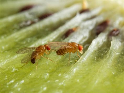 Alcohol Makes Male Flies Sexy Mirage News