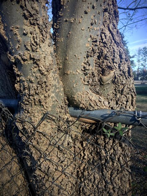 Tree Sucking On Fence R TreesSuckingOnThings