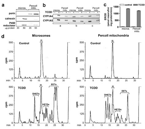 Tcdd Induced Cyp1a4 And 1a5 And Associated Enzyme Activities In