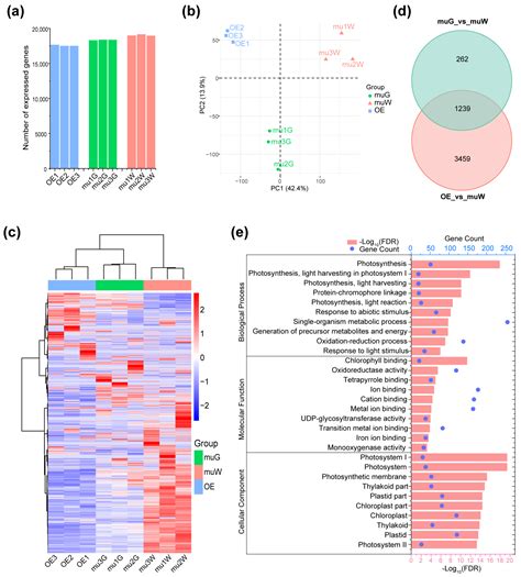 Transcriptome Analysis Revealed Zmptox1 Is Required For Seedling