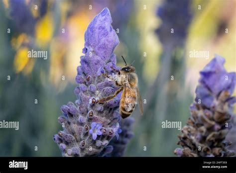 Honey Bee Getting Nectar Out Of A Lavender Flower Stock Photo Alamy